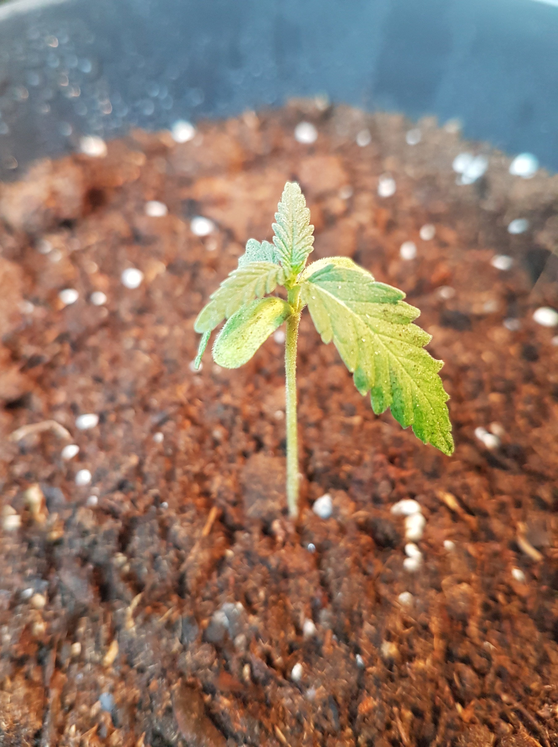 Cannabis Samling Wachst Nicht Weiter